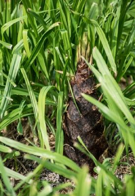 Bambou — Triple Performance